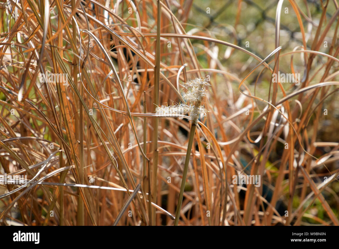 Field of reeds in a garden. Background for spring or winter. Close up ...