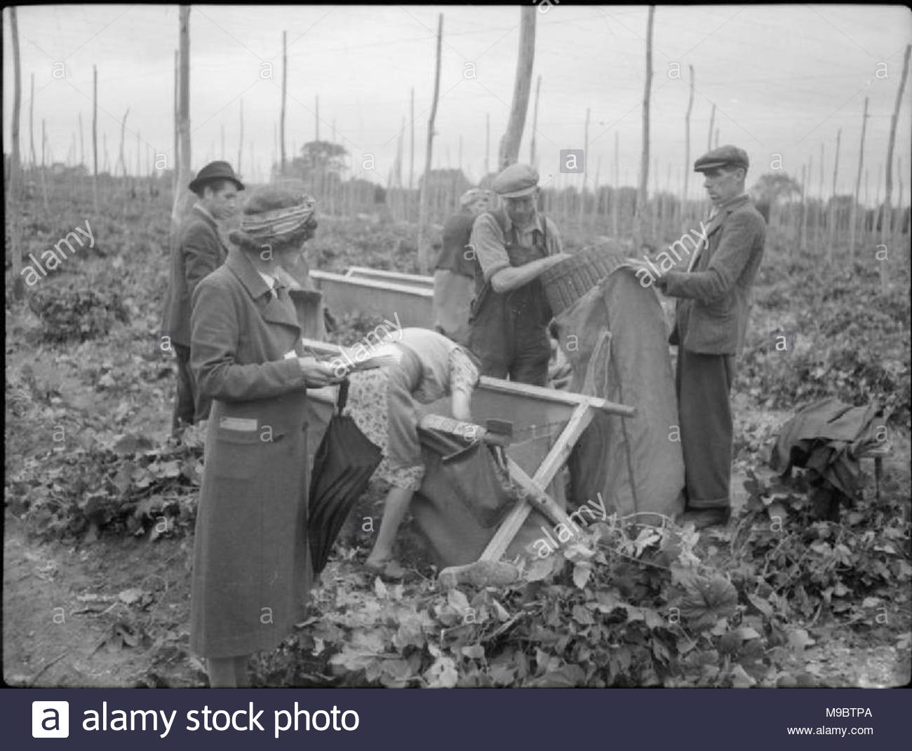 Hop Picking Kent England Hop Stock Photos & Hop Picking Kent England ...