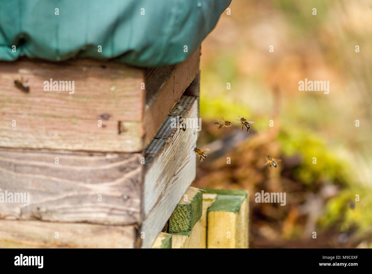 Wildlife garden uk beehive hi-res stock photography and images - Alamy