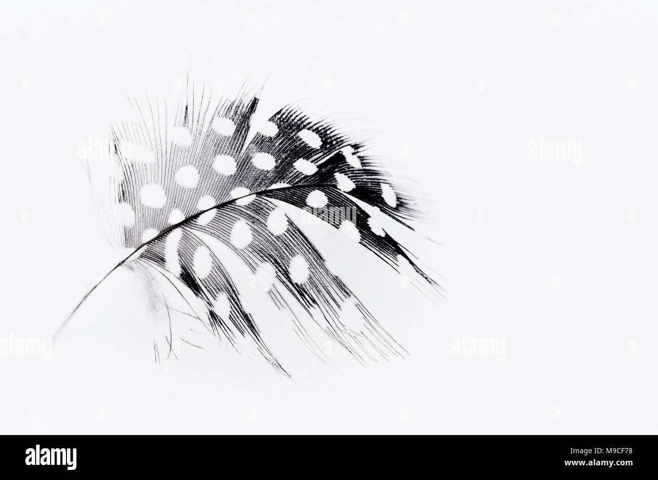 feather on snow Stock Photo - Alamy