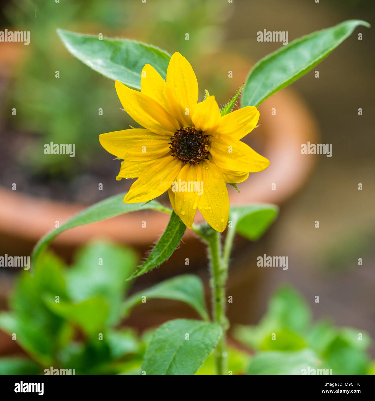 Small sunflower hi-res stock photography and images - Alamy