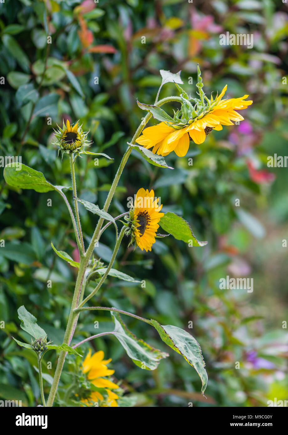 Multi flowered hi-res stock photography and images - Alamy