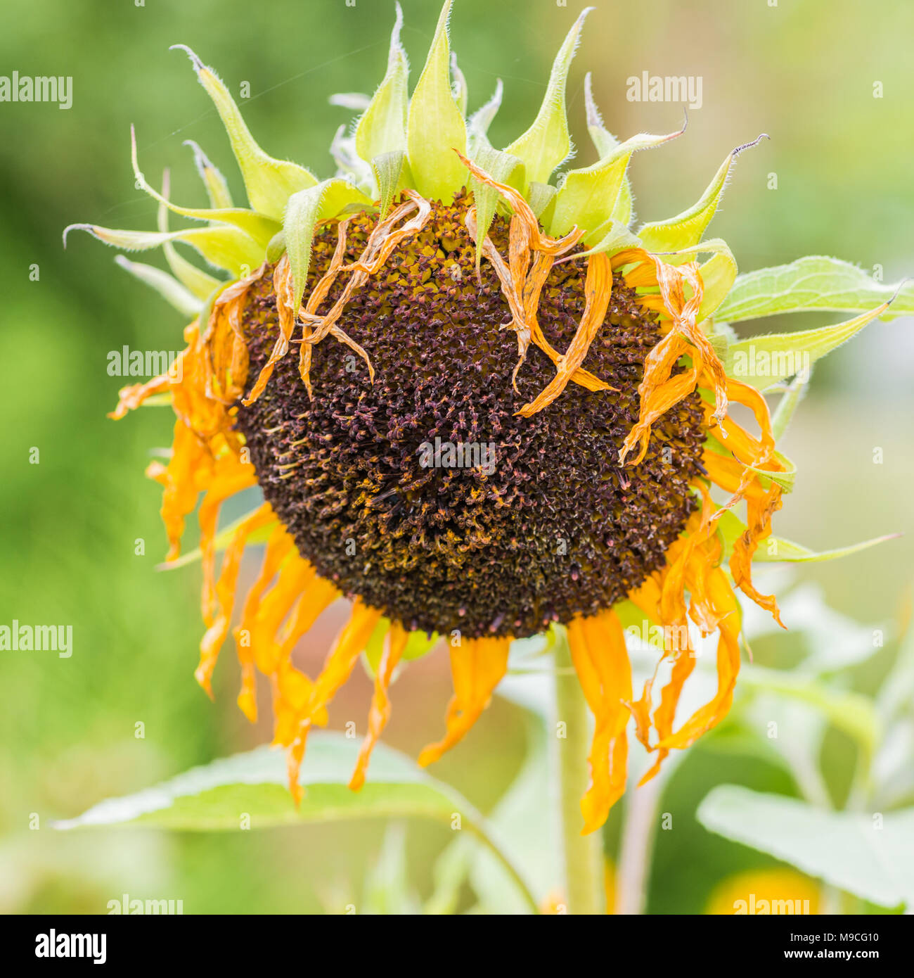 Sunflower decay hi-res stock photography and images - Alamy