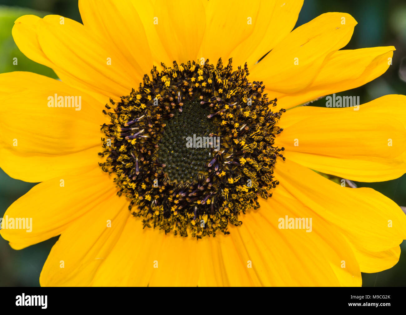 Macro shot bright sunflower hi-res stock photography and images - Alamy