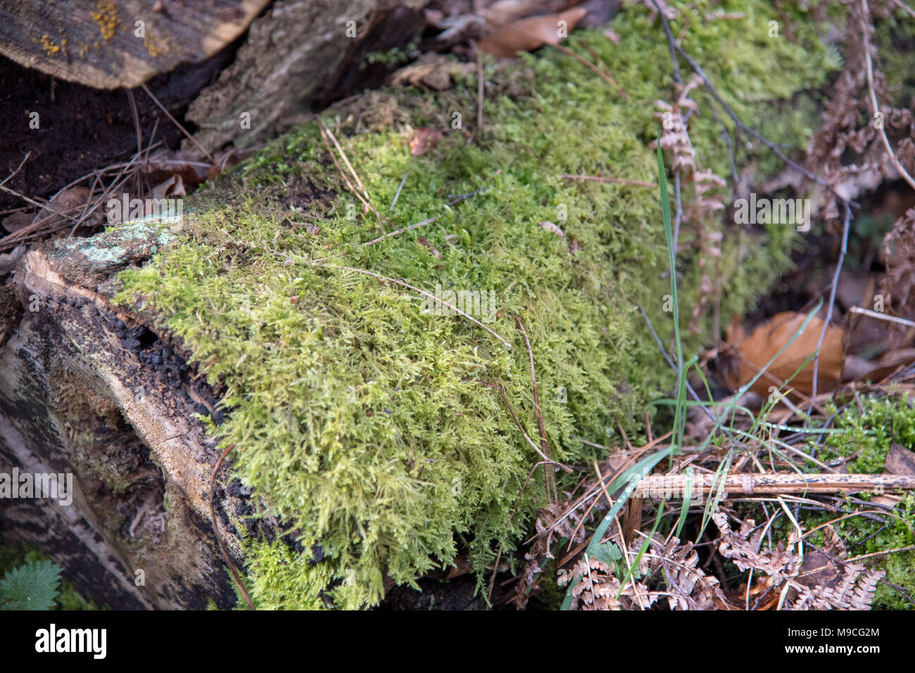 Willow log hi-res stock photography and images - Alamy
