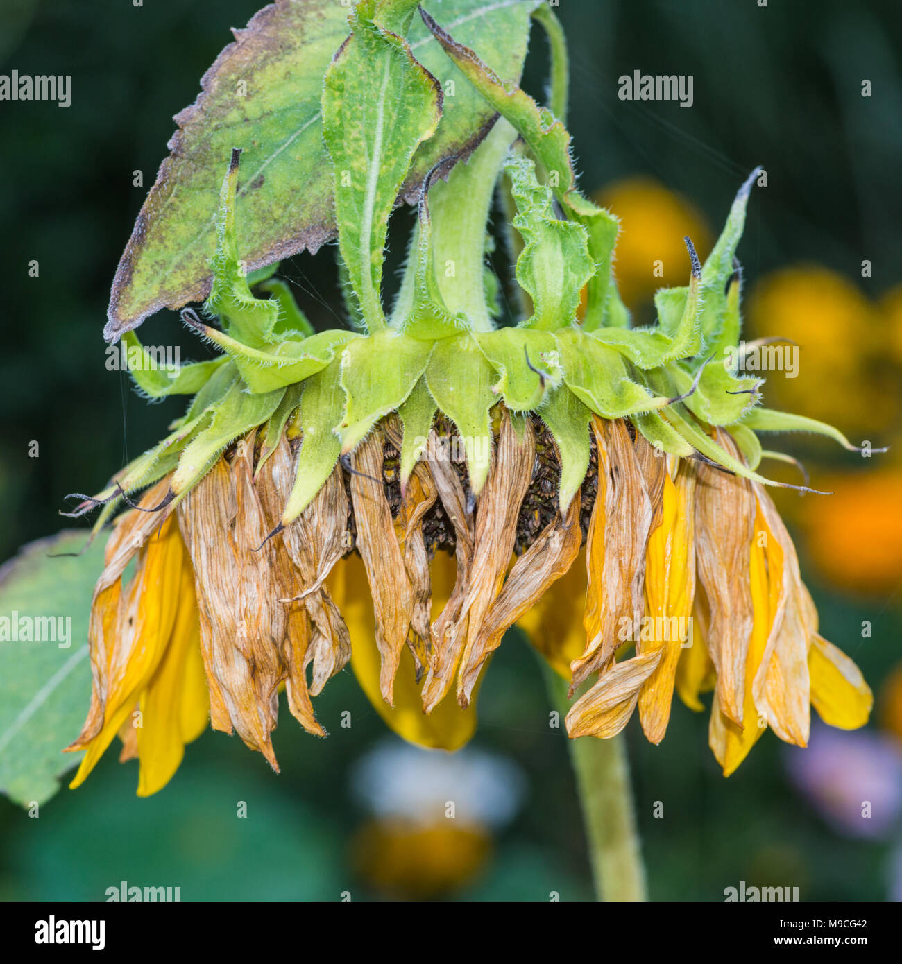 A macro shot of a decaying sunflower bloom Stock Photo - Alamy