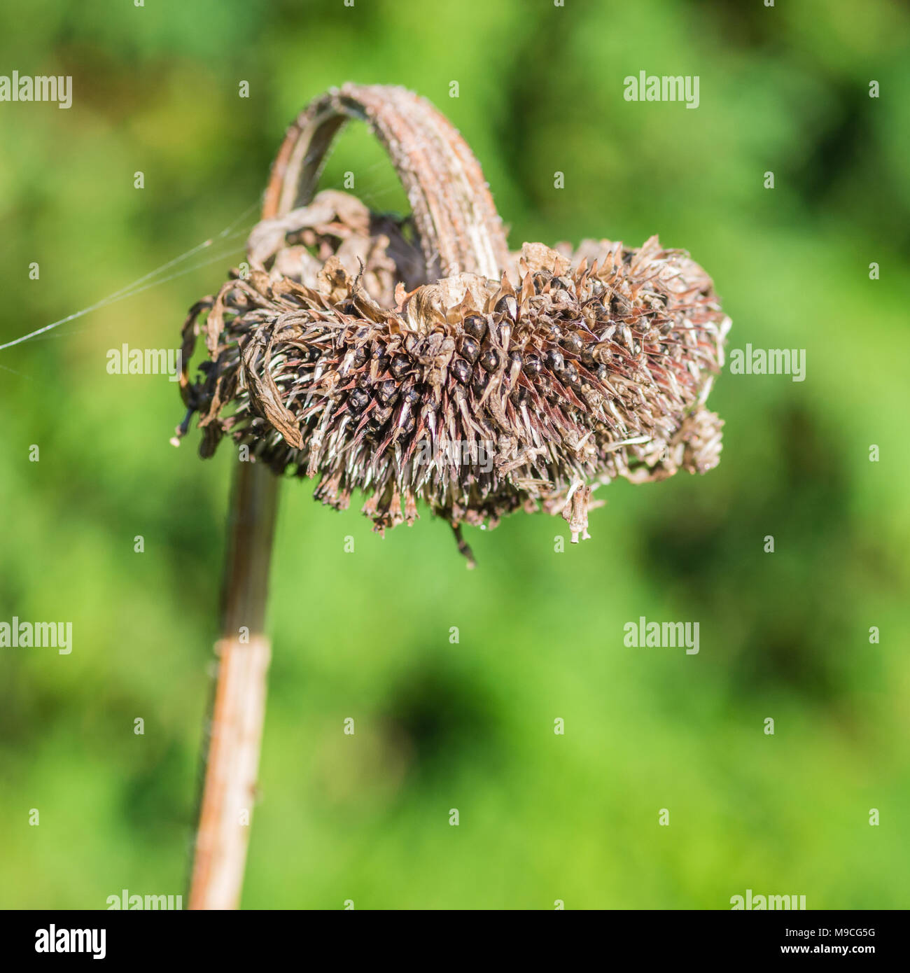 Decayed sunflower hi-res stock photography and images - Alamy