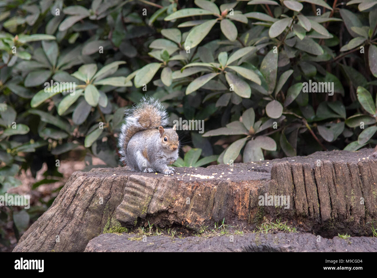 Grey squirrel running trees hi-res stock photography and images - Alamy