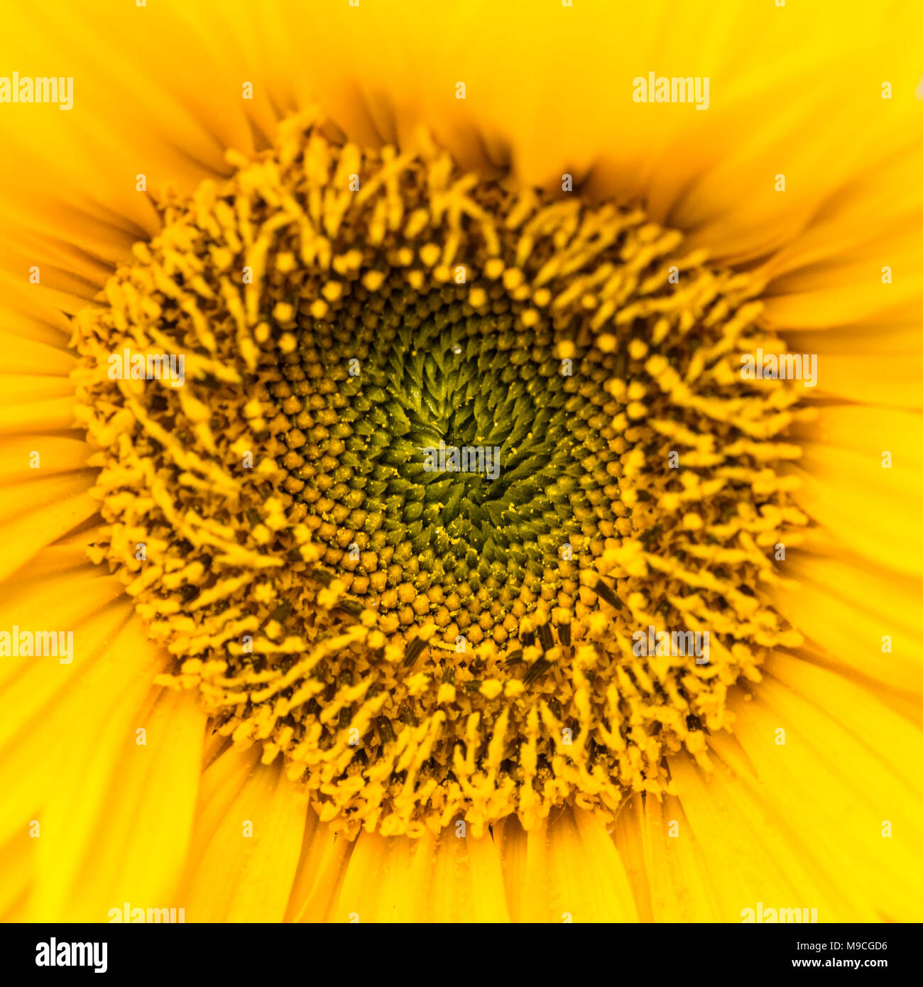 Sunflower macro shot hi-res stock photography and images - Alamy
