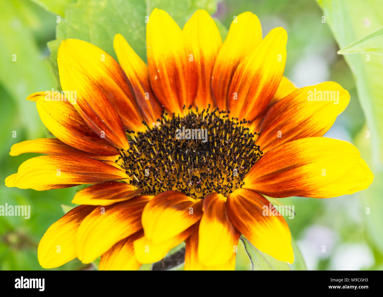 Yellow and red sunflower hi-res stock photography and images - Alamy
