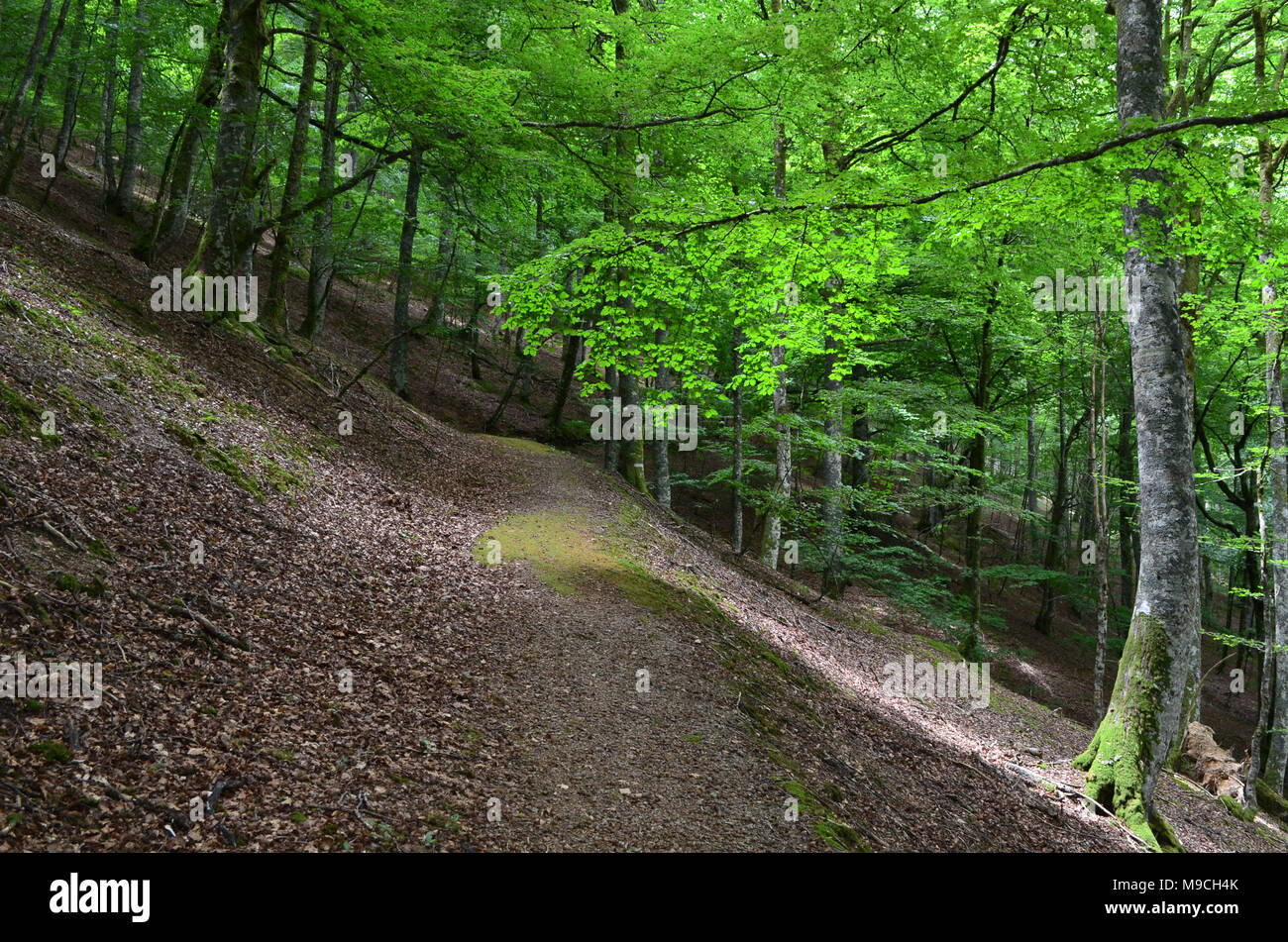 Submontane forests hi-res stock photography and images - Alamy