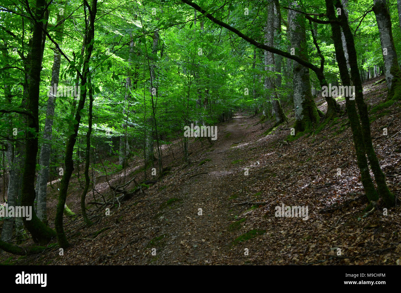 Submontane forests hi-res stock photography and images - Alamy