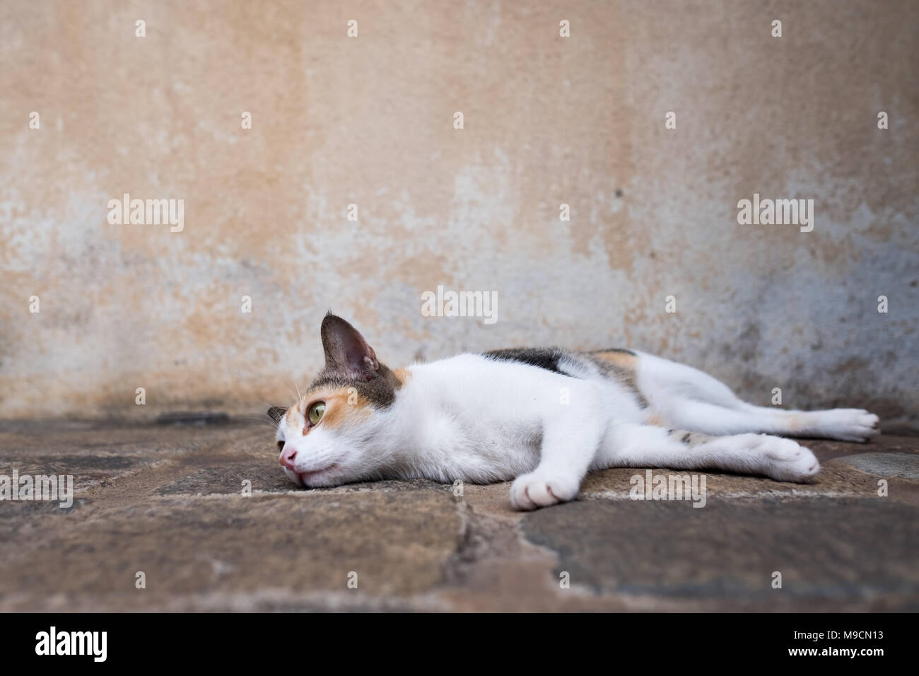 Laying on the floor face down hi-res stock photography and images - Alamy