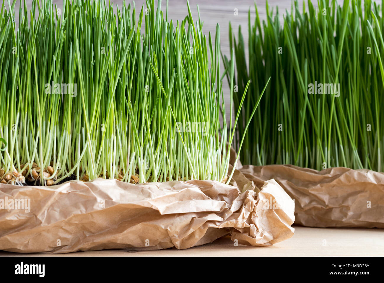 Wheatgrass leaf hi-res stock photography and images - Alamy