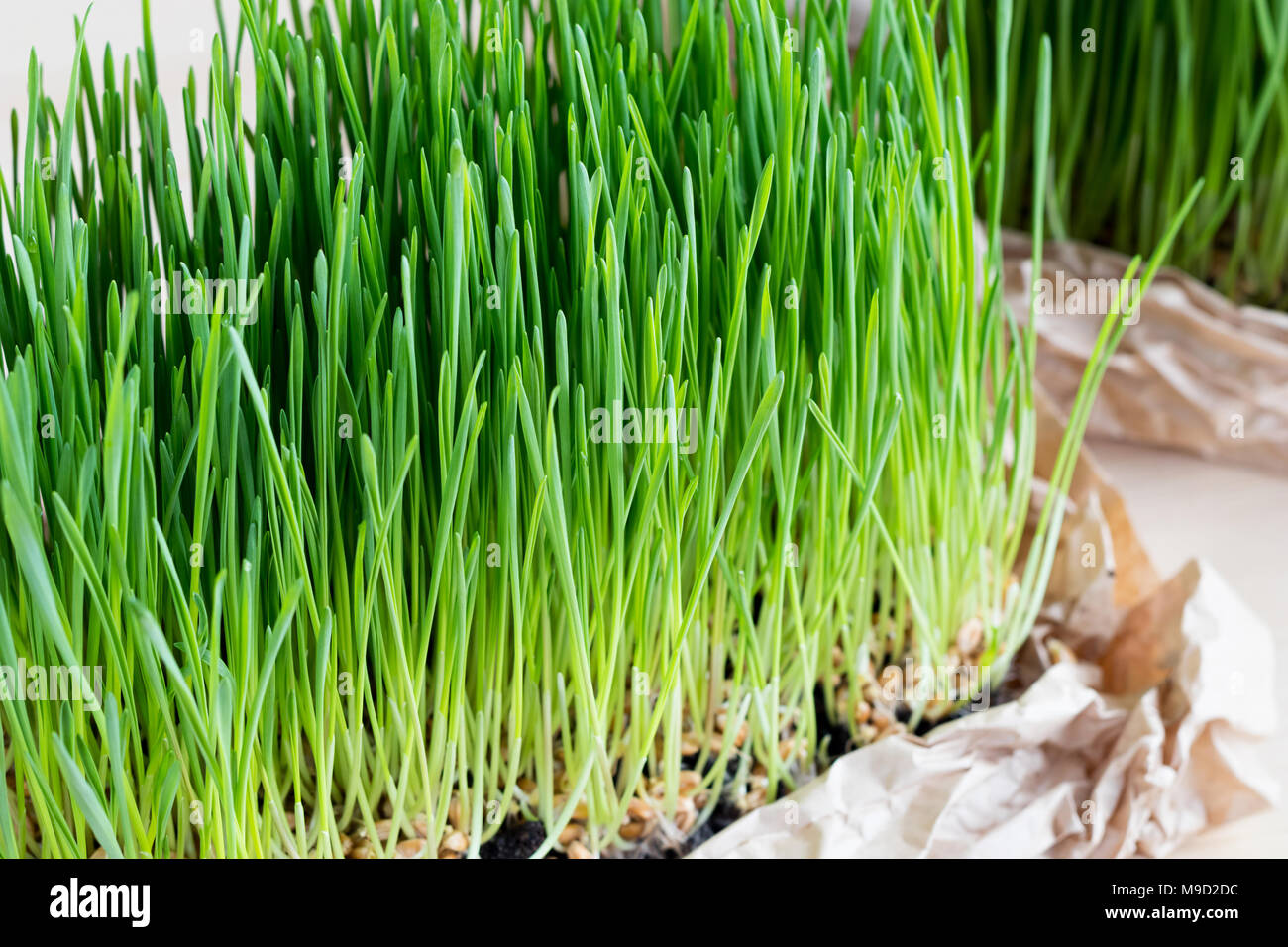 Wheatgrass leaf hi-res stock photography and images - Alamy