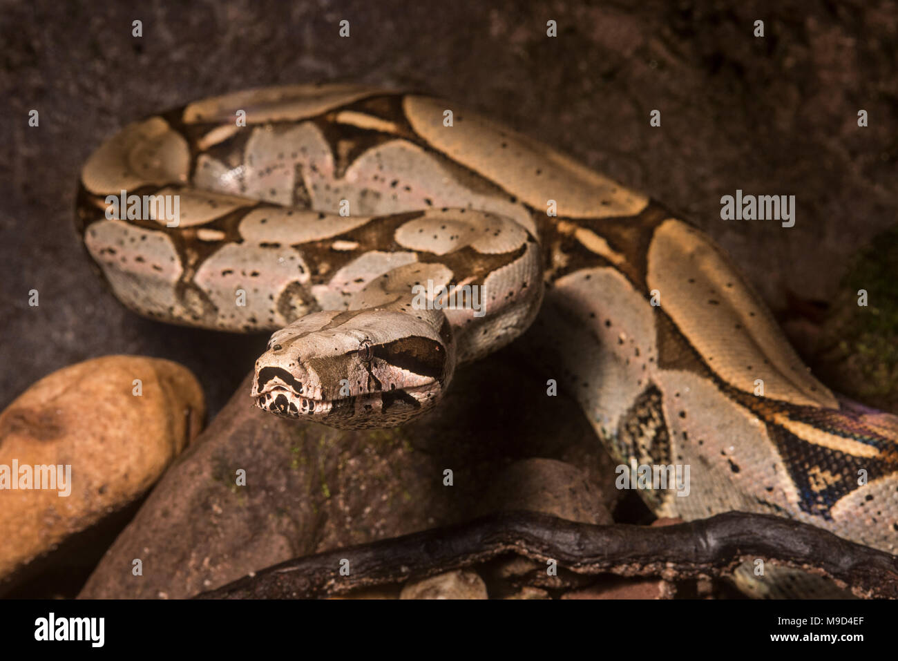 A huge boa constrictor snake from the Peruvian lowland jungle Stock ...