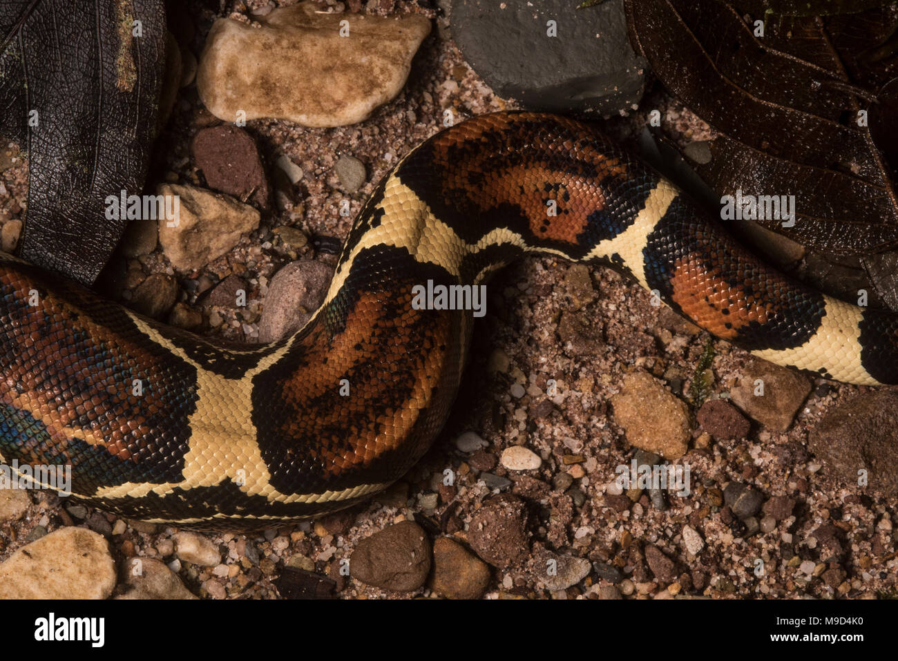 Huge Boa Constrictors
