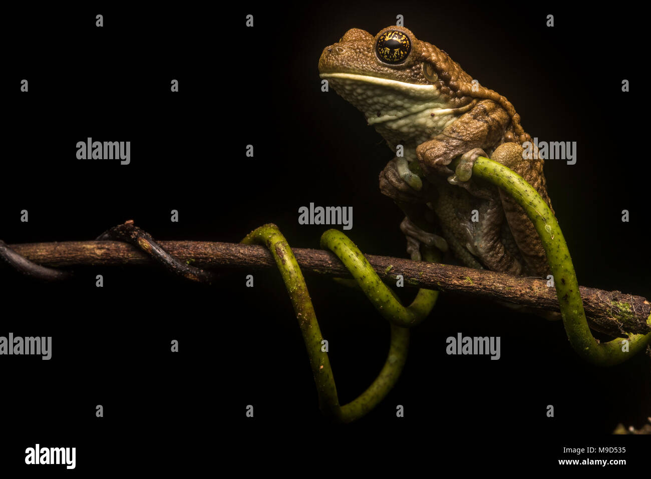 A veined tree frog (Trachycephalus venulosus) from Peru. These frog ...