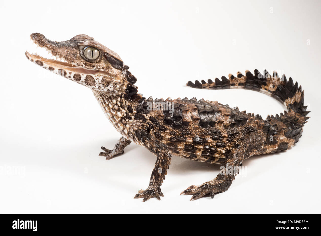 One of the smallest crocodilian species, the smooth fronted caiman from ...