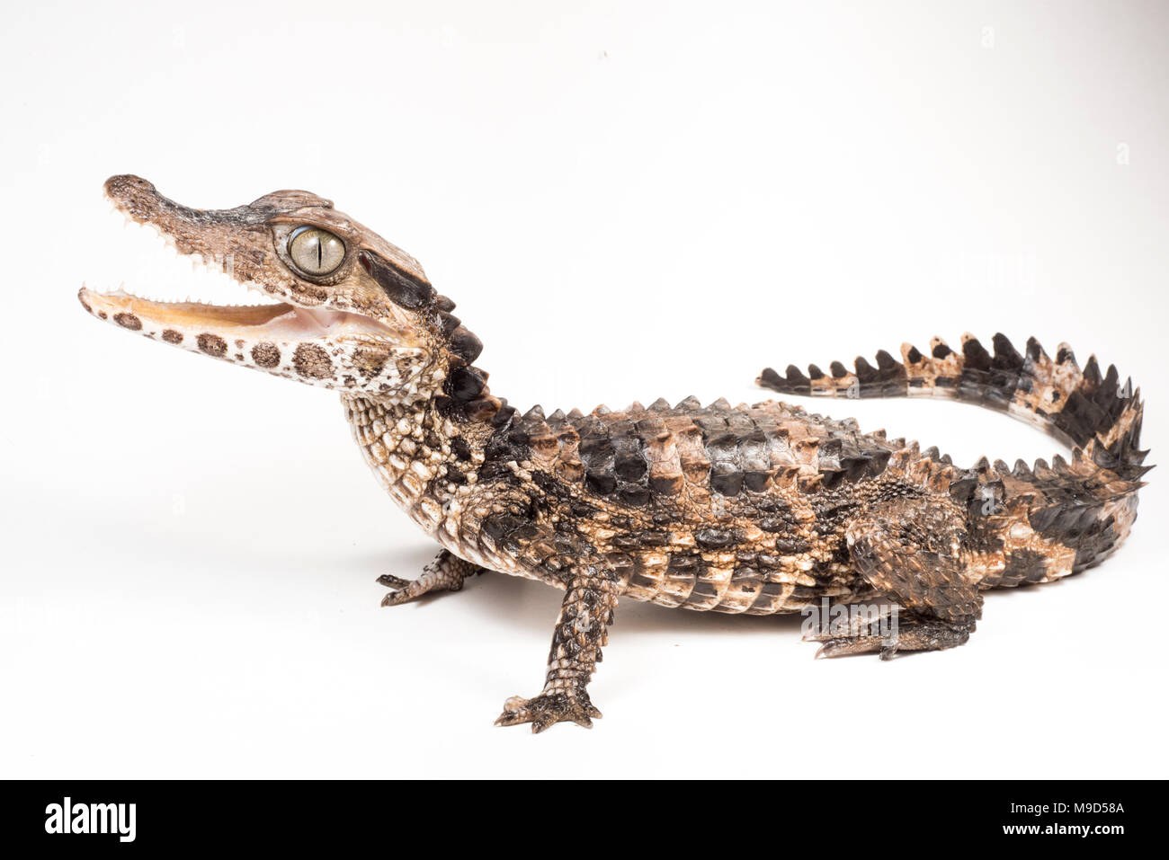 One of the smallest crocodilian species, the smooth fronted caiman from ...