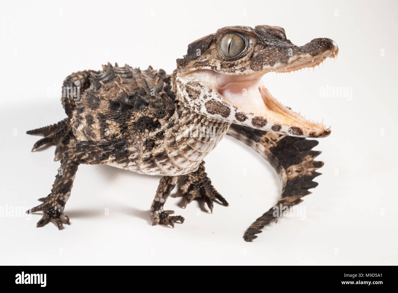 One of the smallest crocodilian species, the smooth fronted caiman from ...