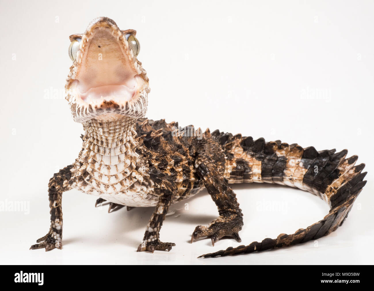 One of the smallest crocodilian species, the smooth fronted caiman from ...