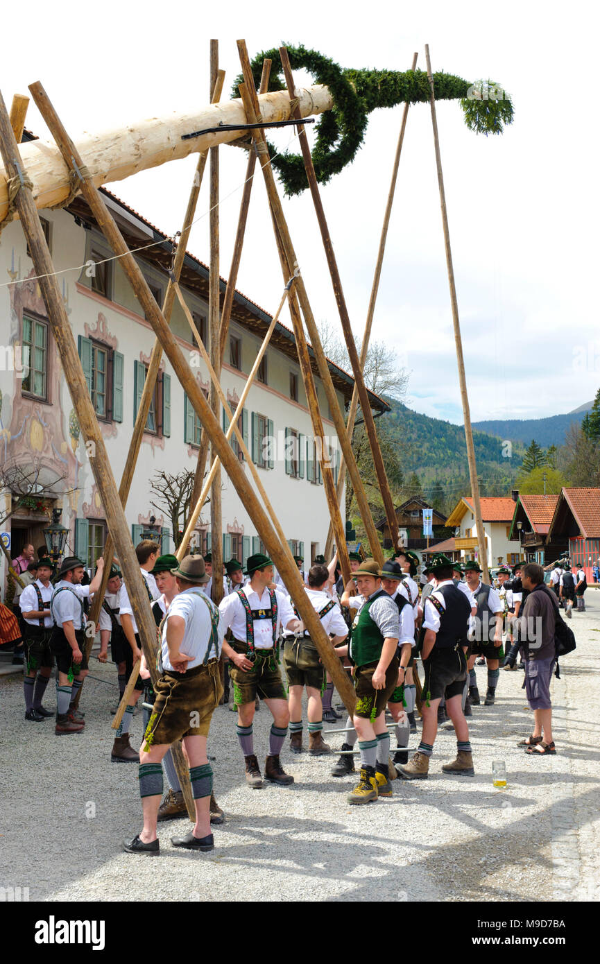 Maibaum aufstellen in der Jachenau als Tradition Stock Photo - Alamy