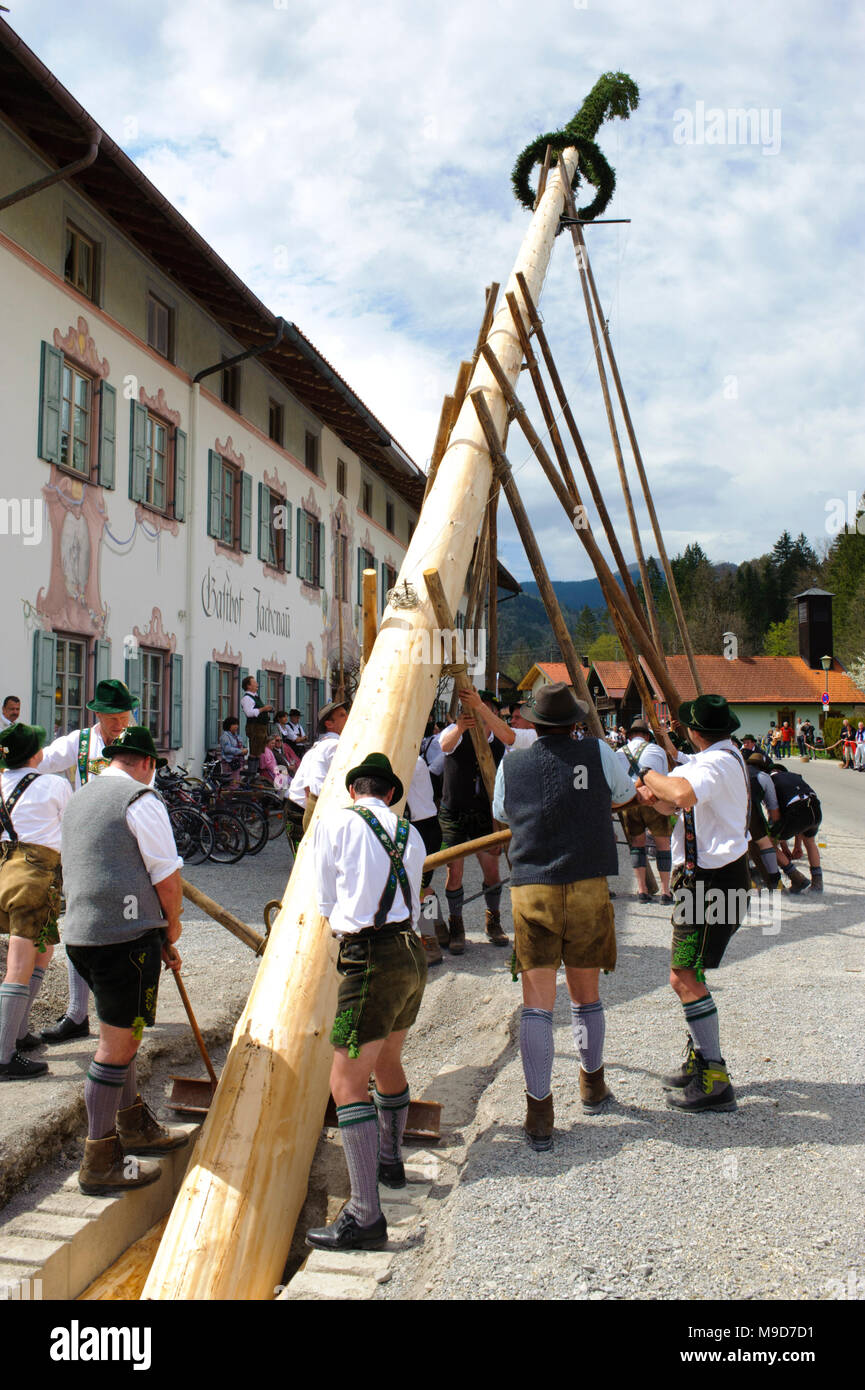 Maibaum Aufstellen