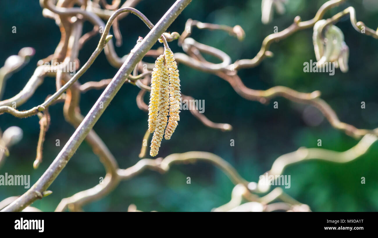 Twisted hazel hi-res stock photography and images - Alamy