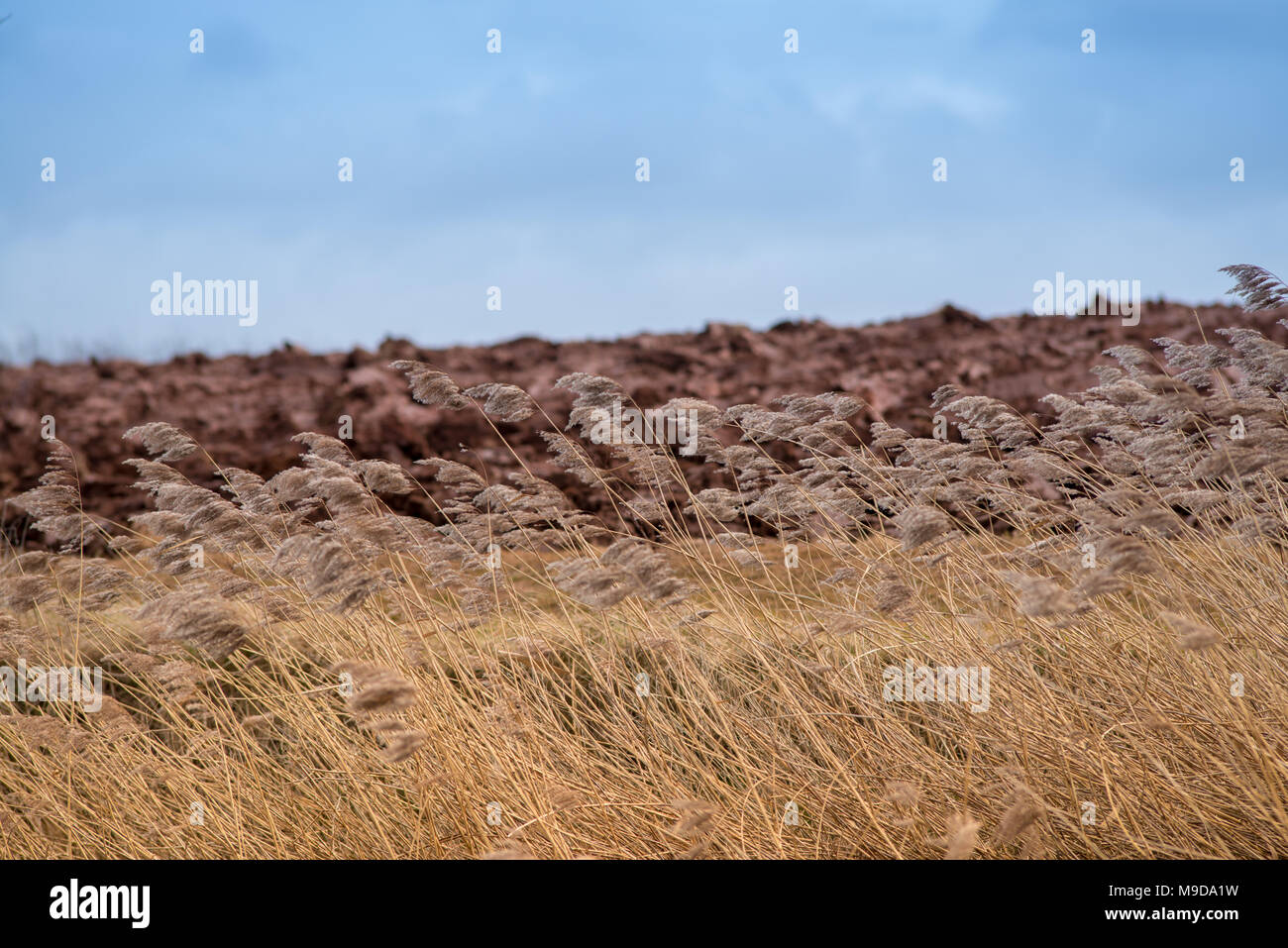 wild rye grass waving in front of blue sky and freshly ploughed field ...