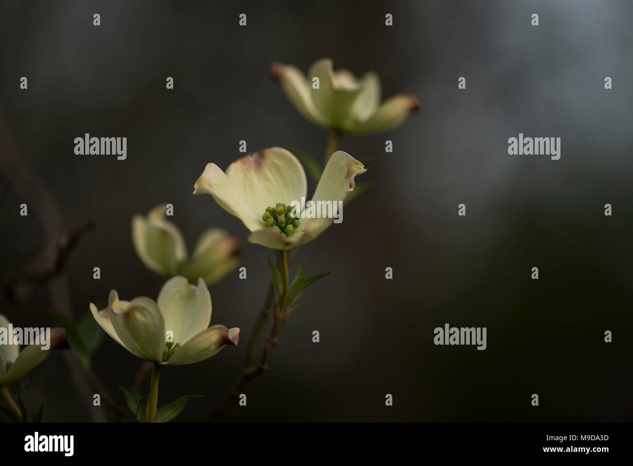 Flowering dogwood (Cornus florida) tree blooming in the spring Stock ...