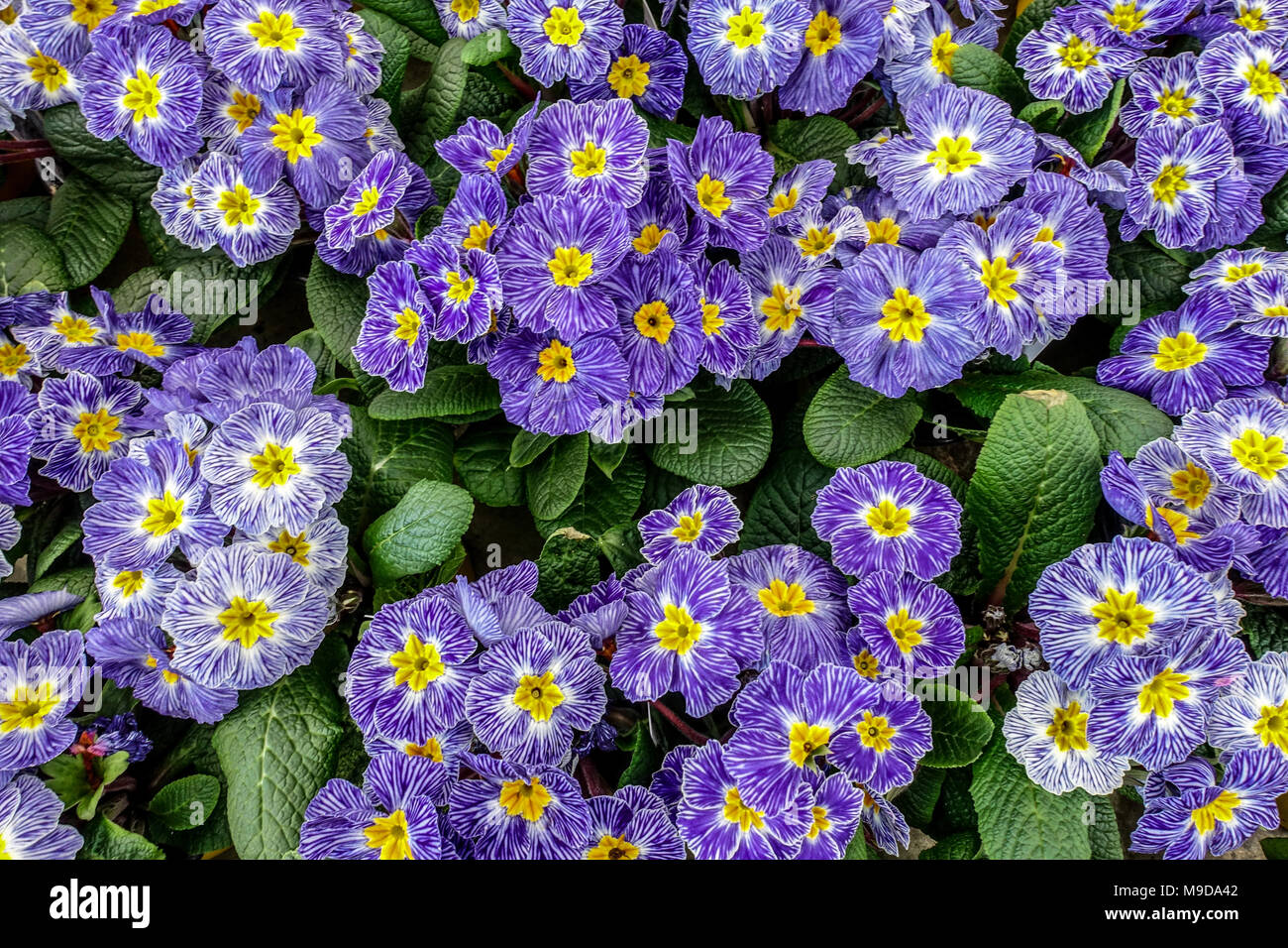 Polyanthus, Primrose, Primula acaulis, Primroses Blue Zebra Stock Photo ...