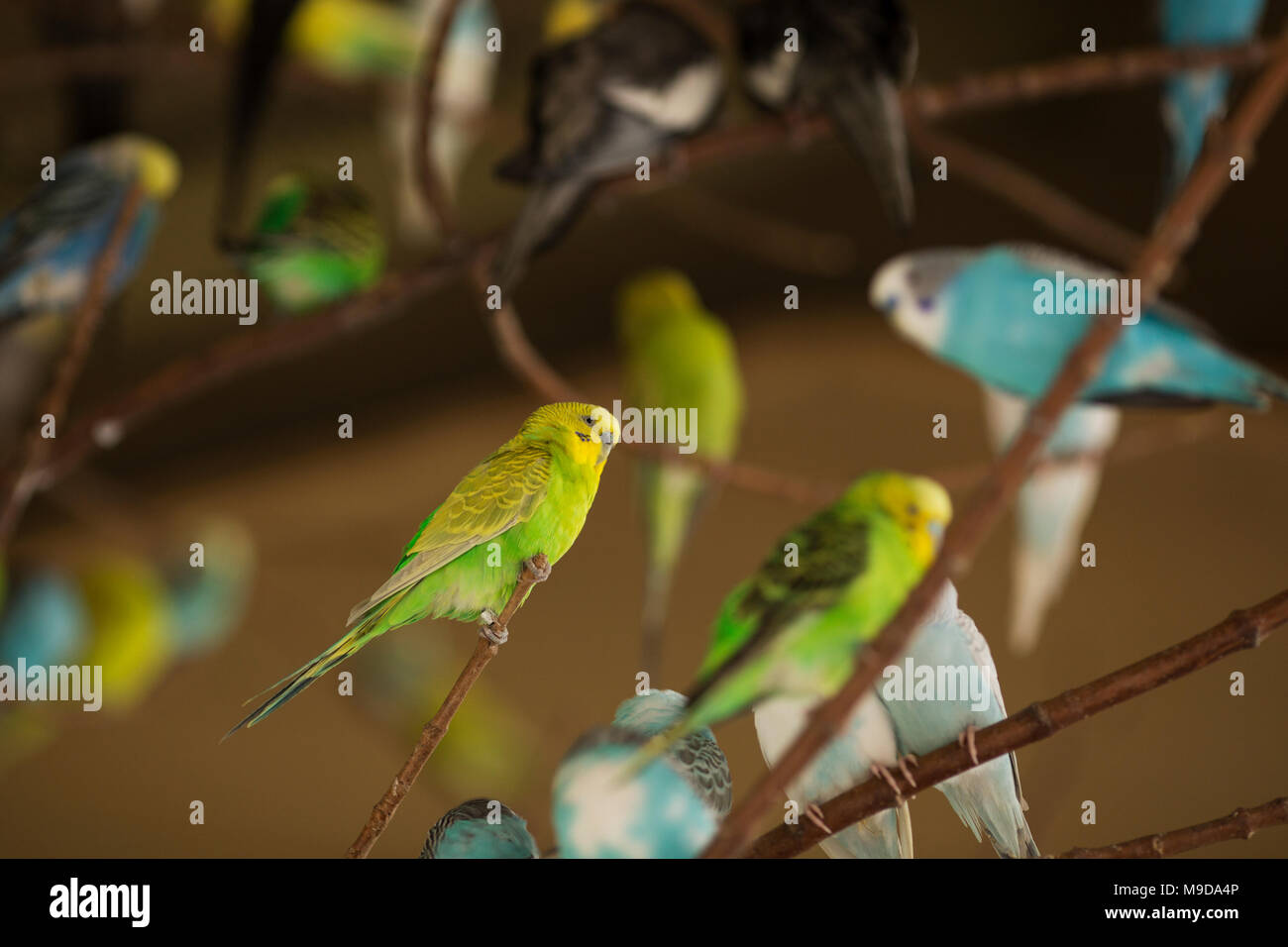 Australian parakeets hi-res stock photography and images - Alamy