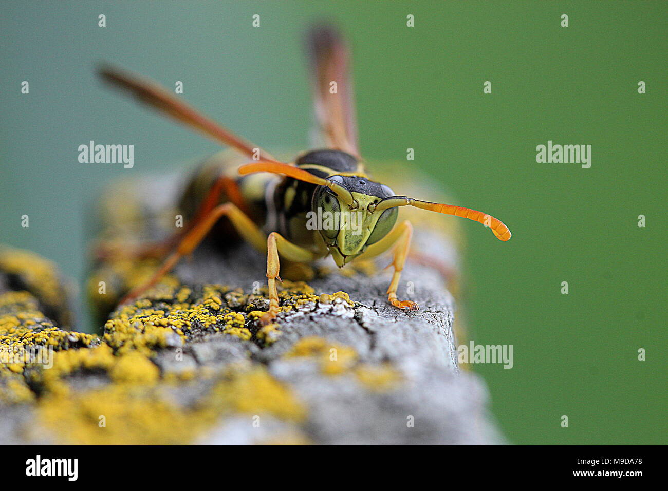 Polistes sp hi-res stock photography and images - Alamy