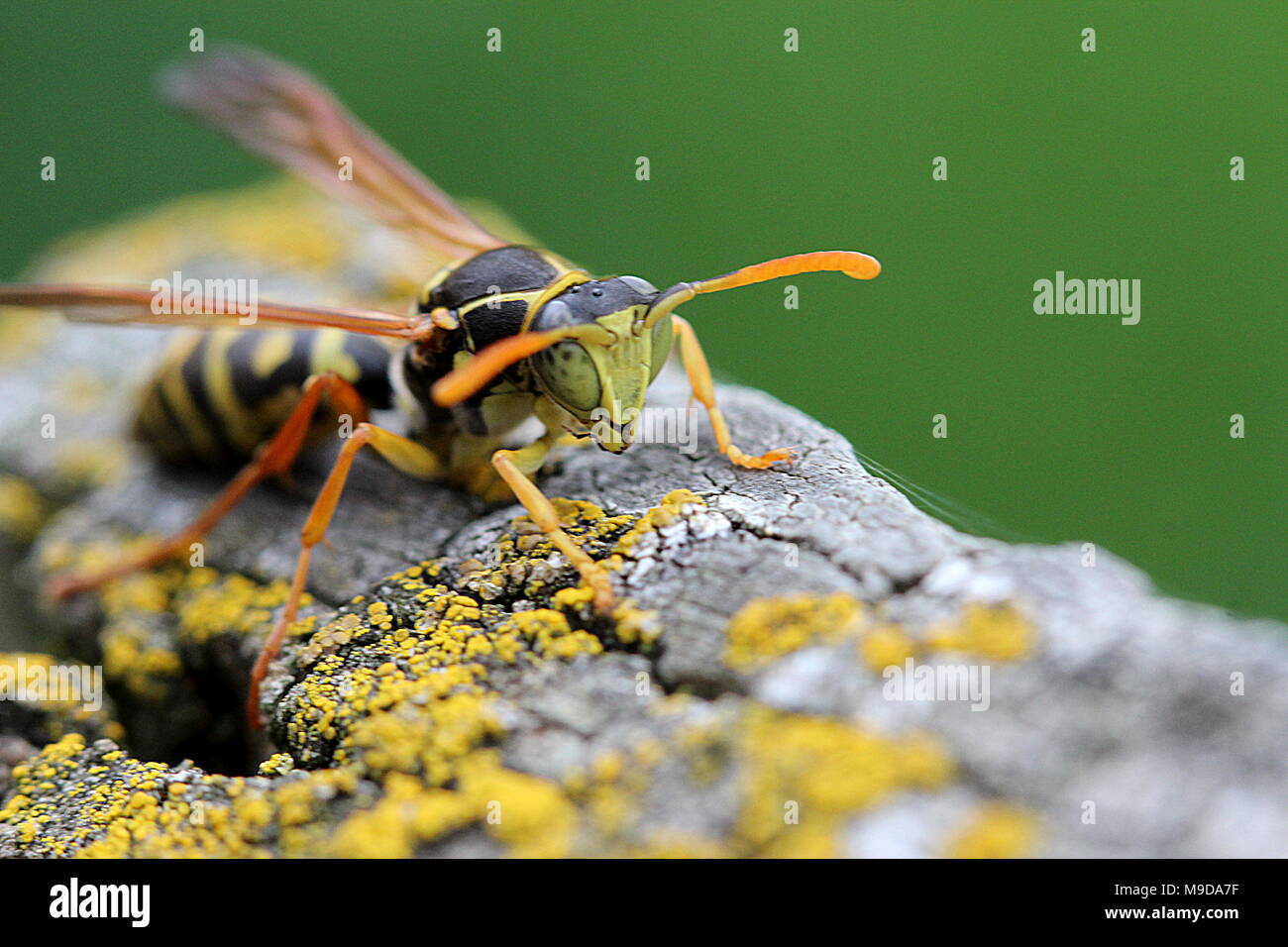 Paper wasp polistes sp hi-res stock photography and images - Alamy