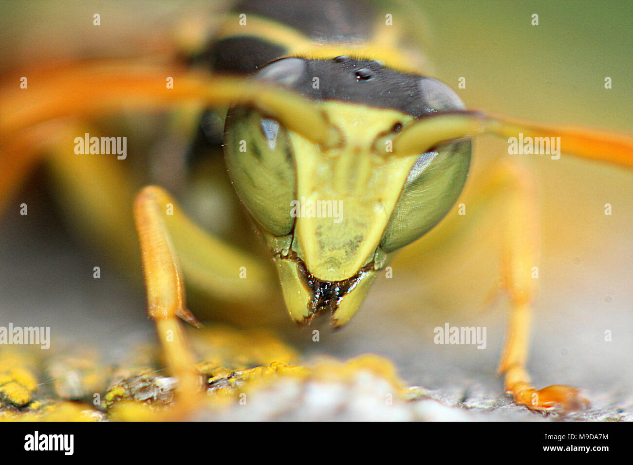 Paper wasp polistes sp hi-res stock photography and images - Alamy