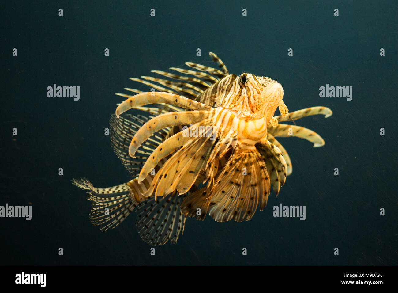 Common lionfish (Pterois miles) swimming on a blue-green background ...