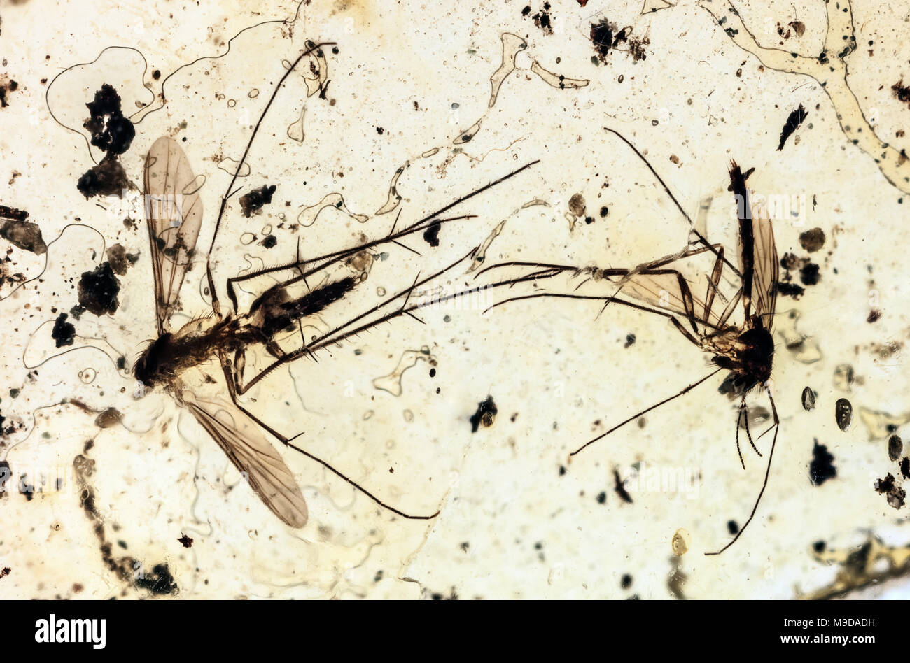 40 Million Year Old Mosquitoes in Amber, Dominican Republic Stock Photo ...