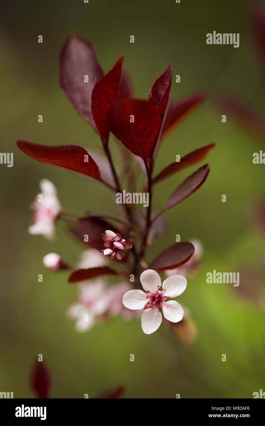 Purple leaf sand cherry (Prunus x cistena) growing on a bush in spring ...