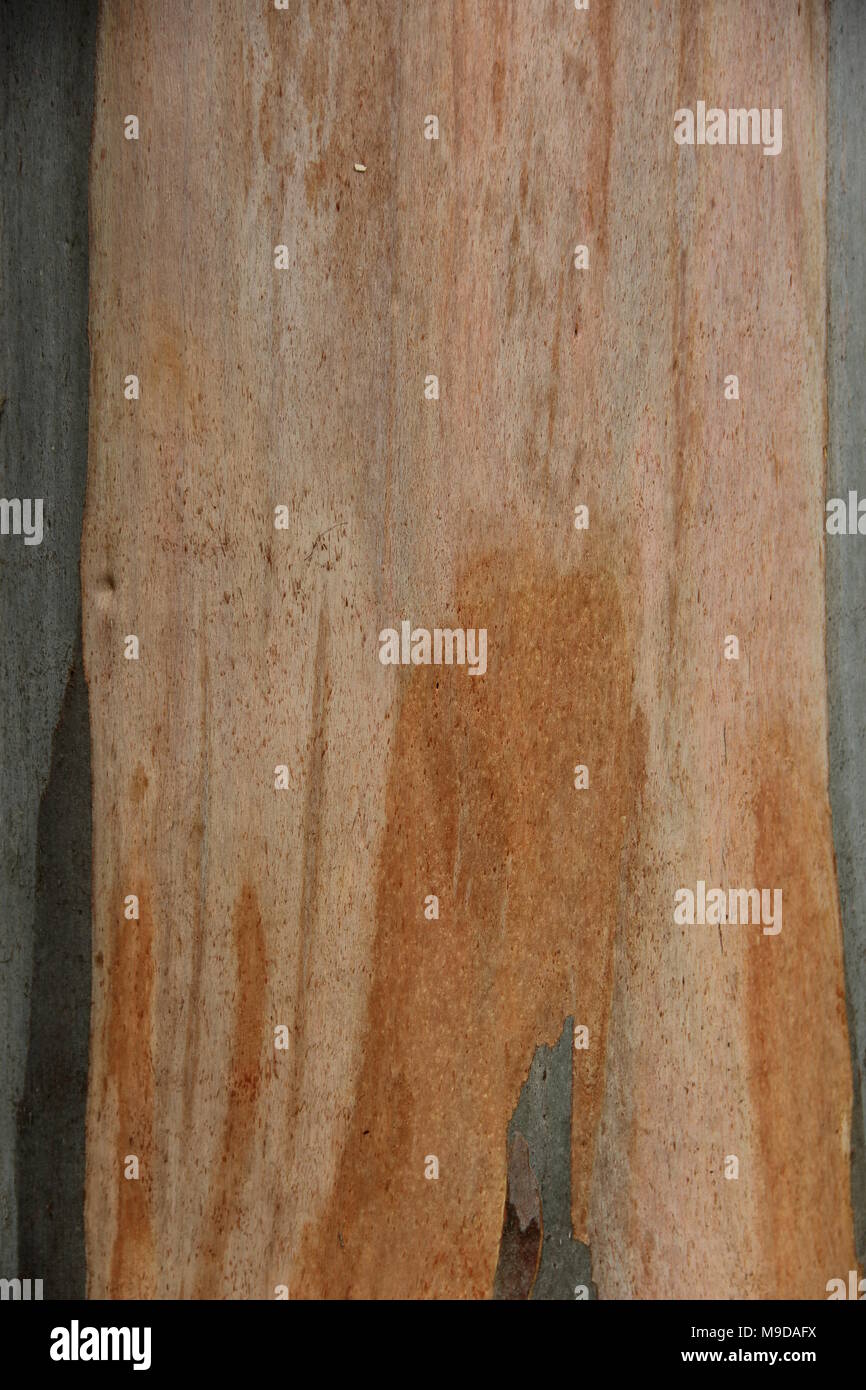 Gum tree bark Stock Photo - Alamy