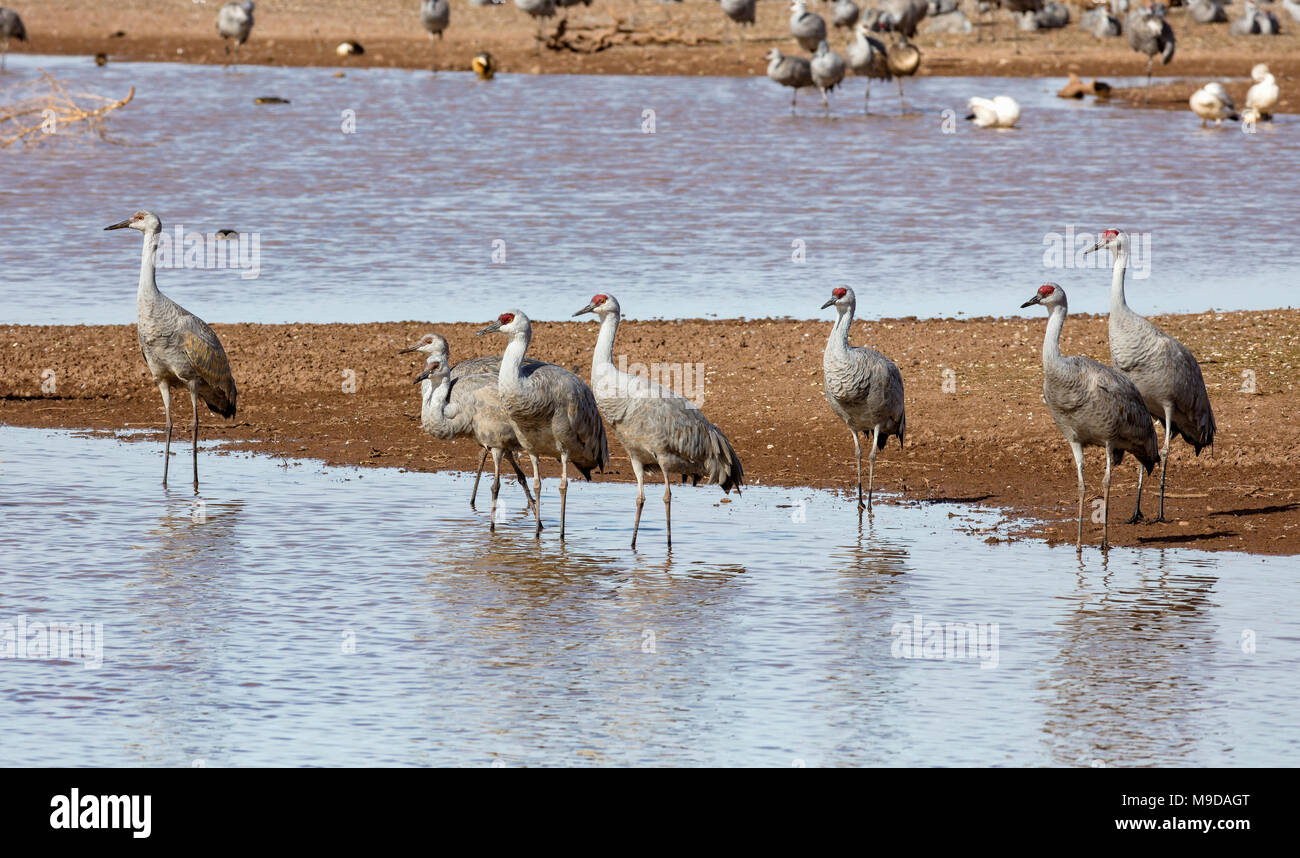 Antigone canadensis hi-res stock photography and images - Alamy