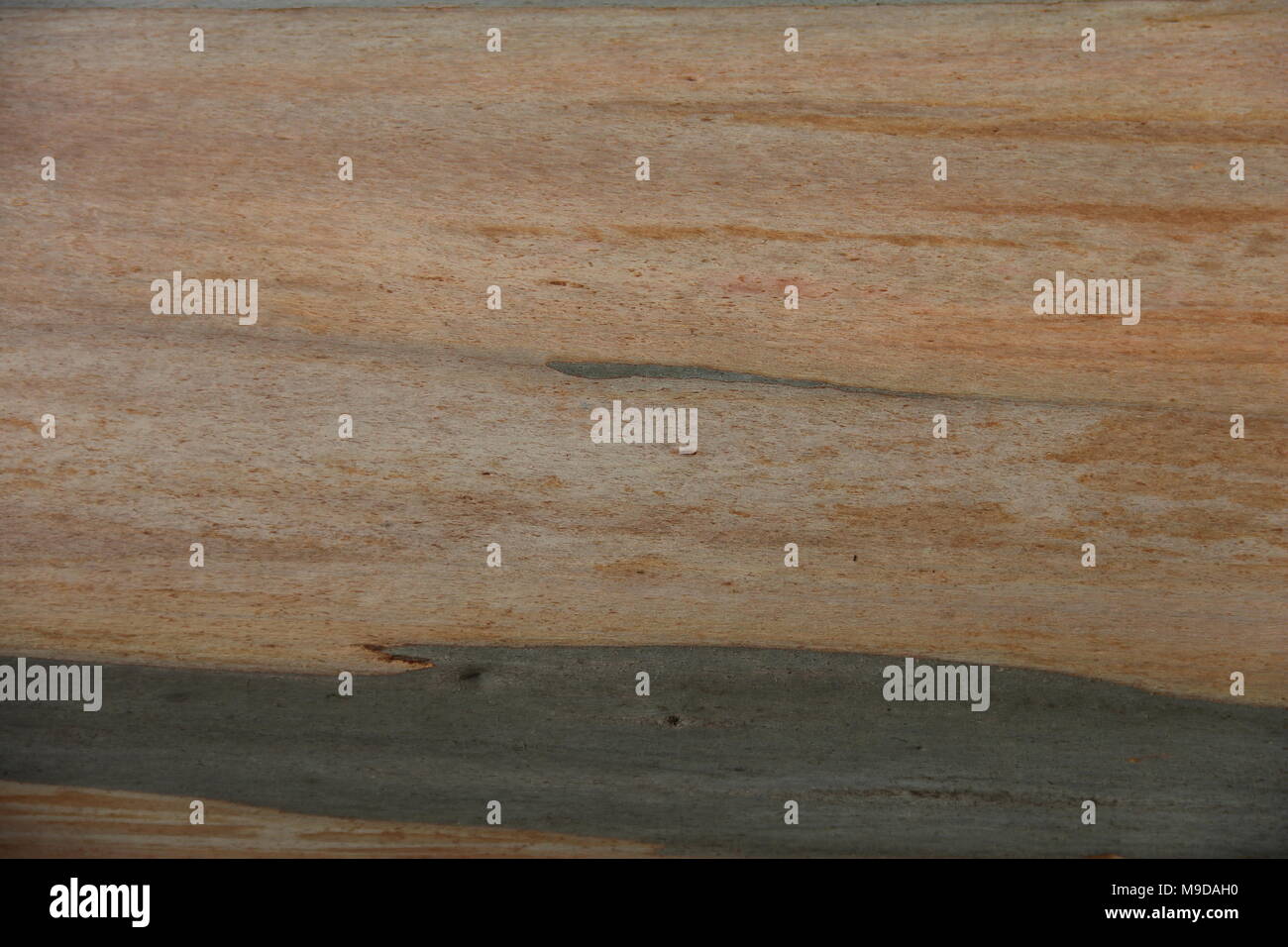 Gum tree bark Stock Photo - Alamy