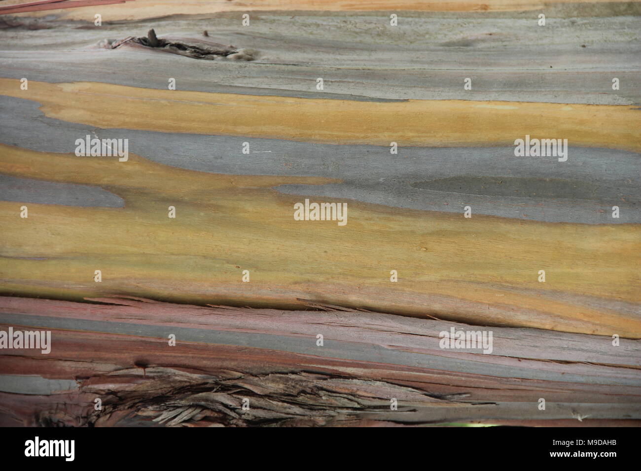 Gum tree bark Stock Photo - Alamy
