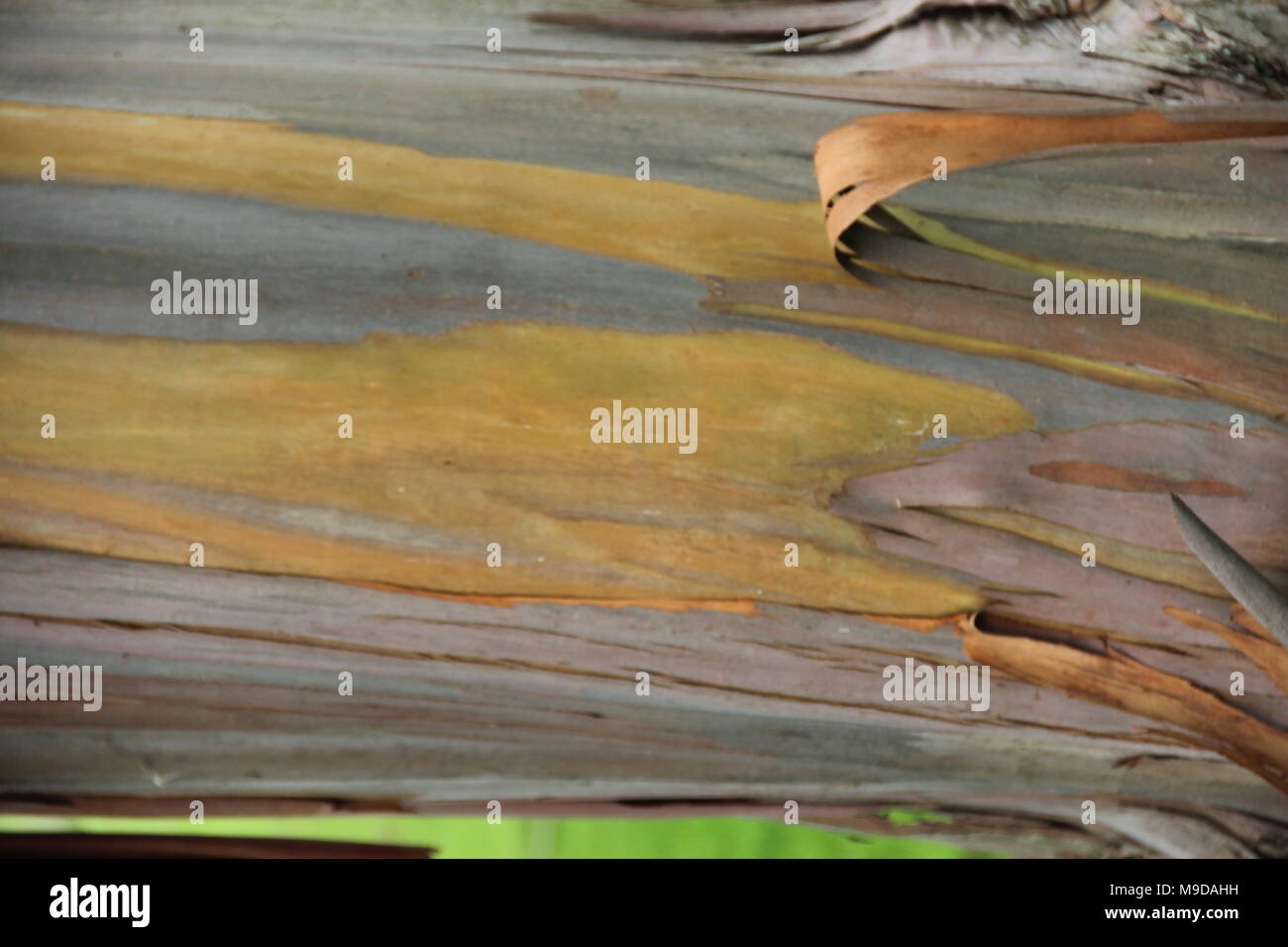Gum tree bark Stock Photo - Alamy