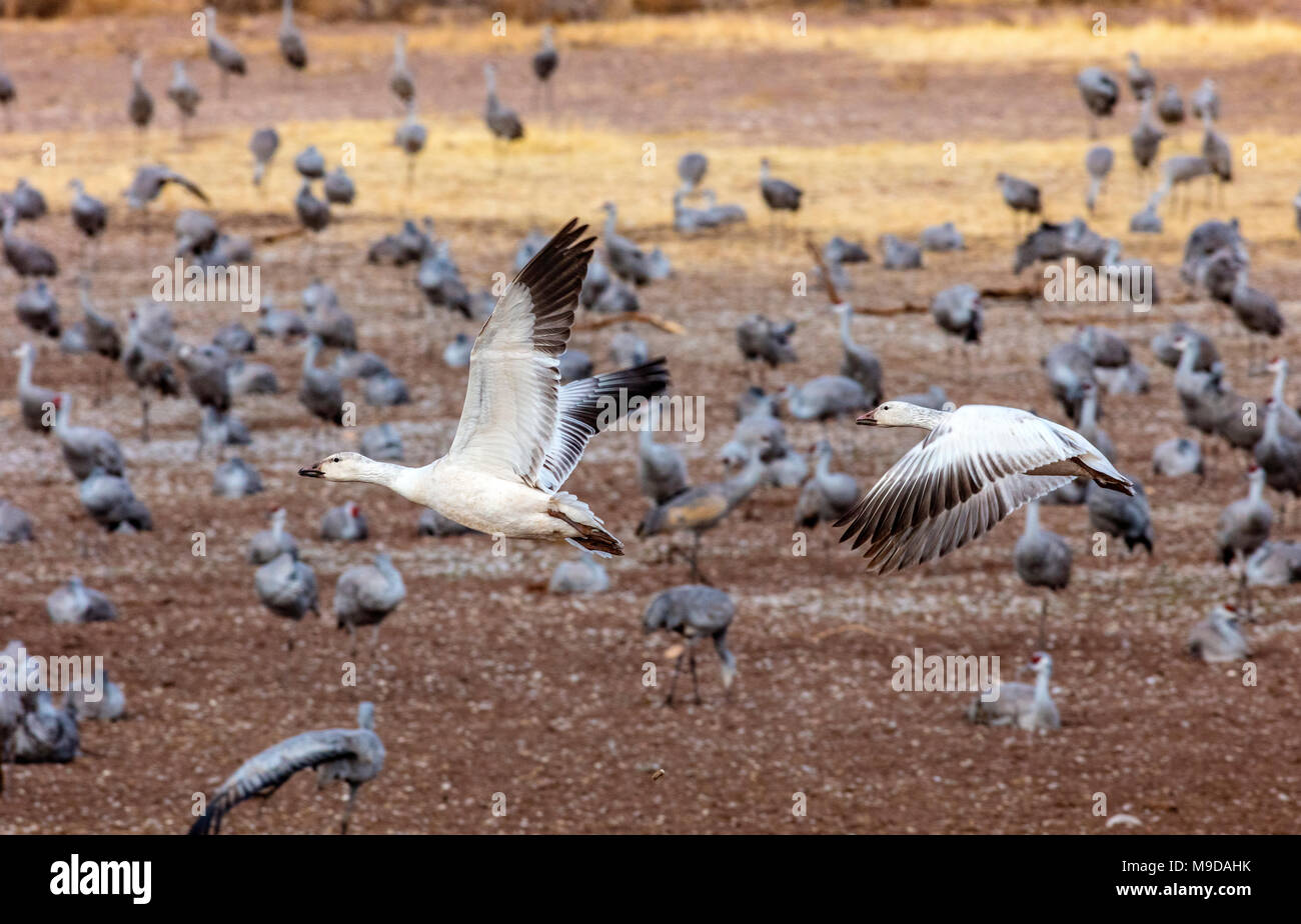 Snow Geese, Anser caerulescens Migrating through Arizona Stock Photo ...