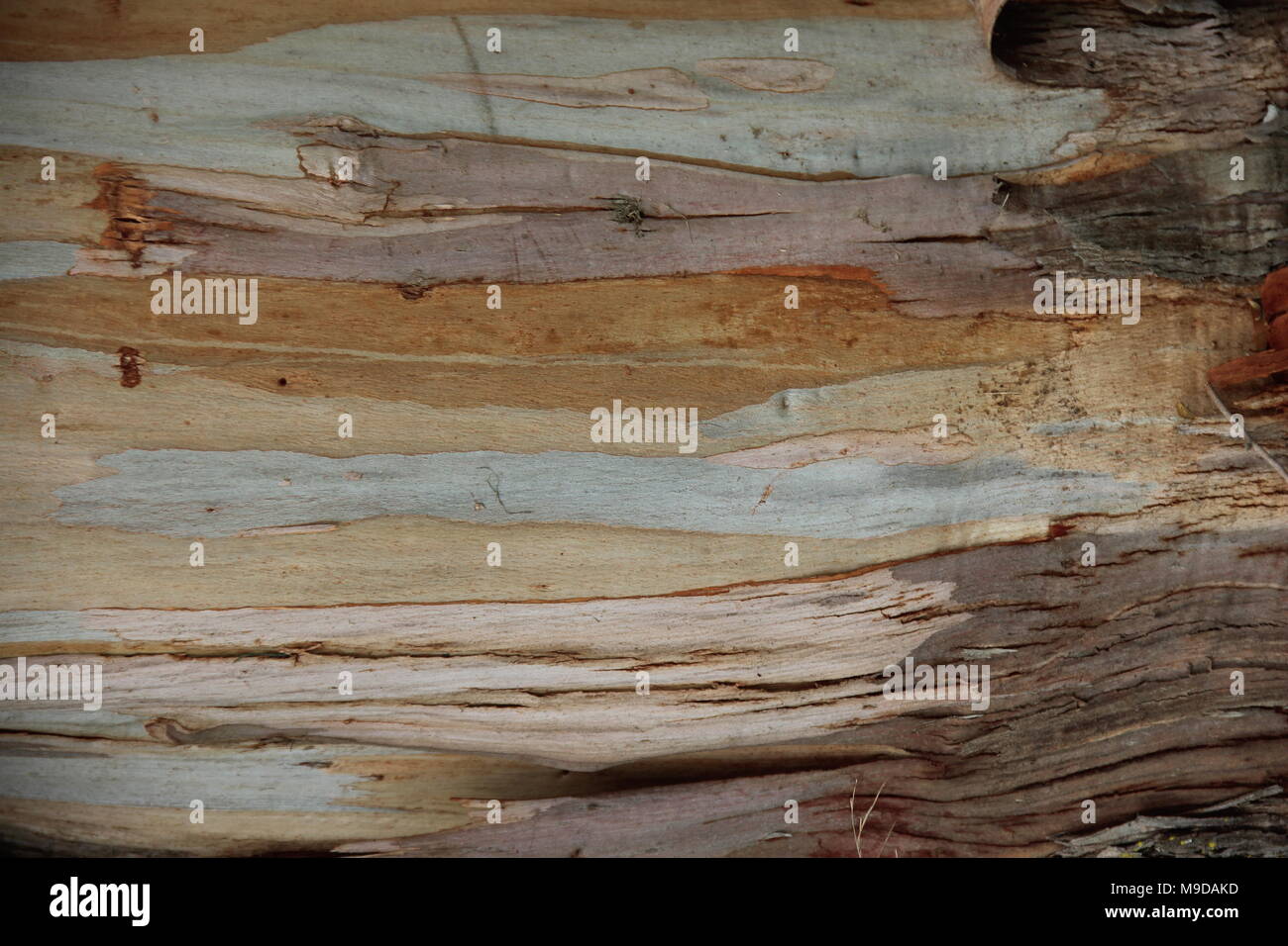 Gum tree bark Stock Photo - Alamy