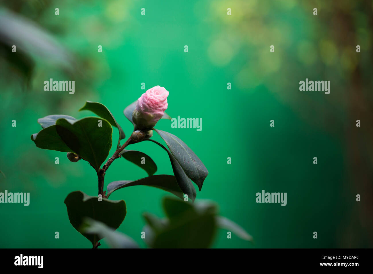 Double flowered pink camellia (Camellia japonica) beginning to open ...