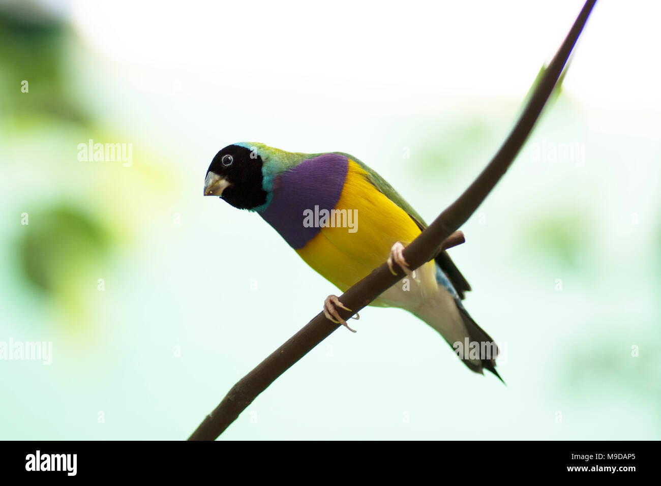 Black-headed male Gouldian finch, also known as rainbow finch or Gould ...