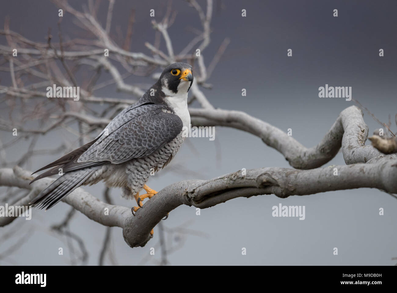Peregrine falcon male female hi-res stock photography and images - Alamy