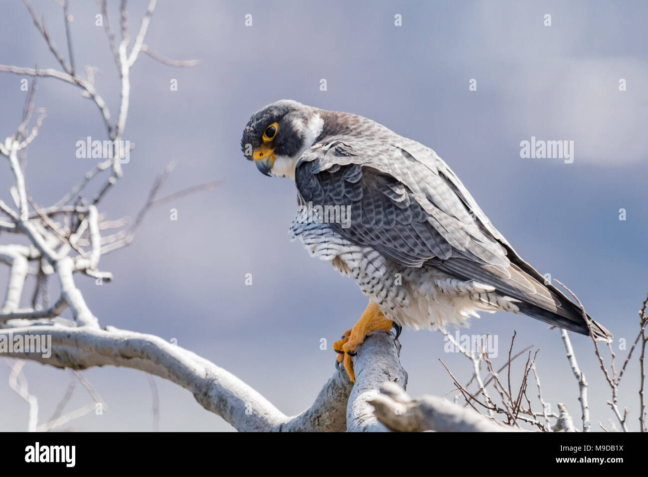 Peregrine falcon male and female hi-res stock photography and images ...